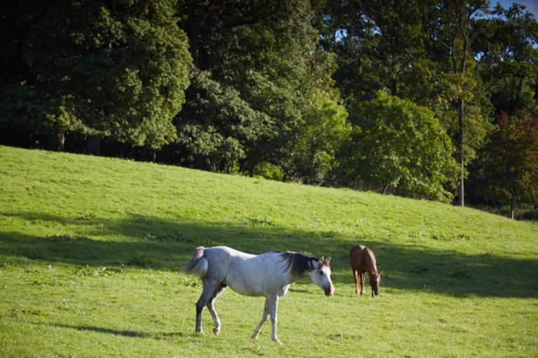 Combe-Estate-Horses5 - Combe Estate